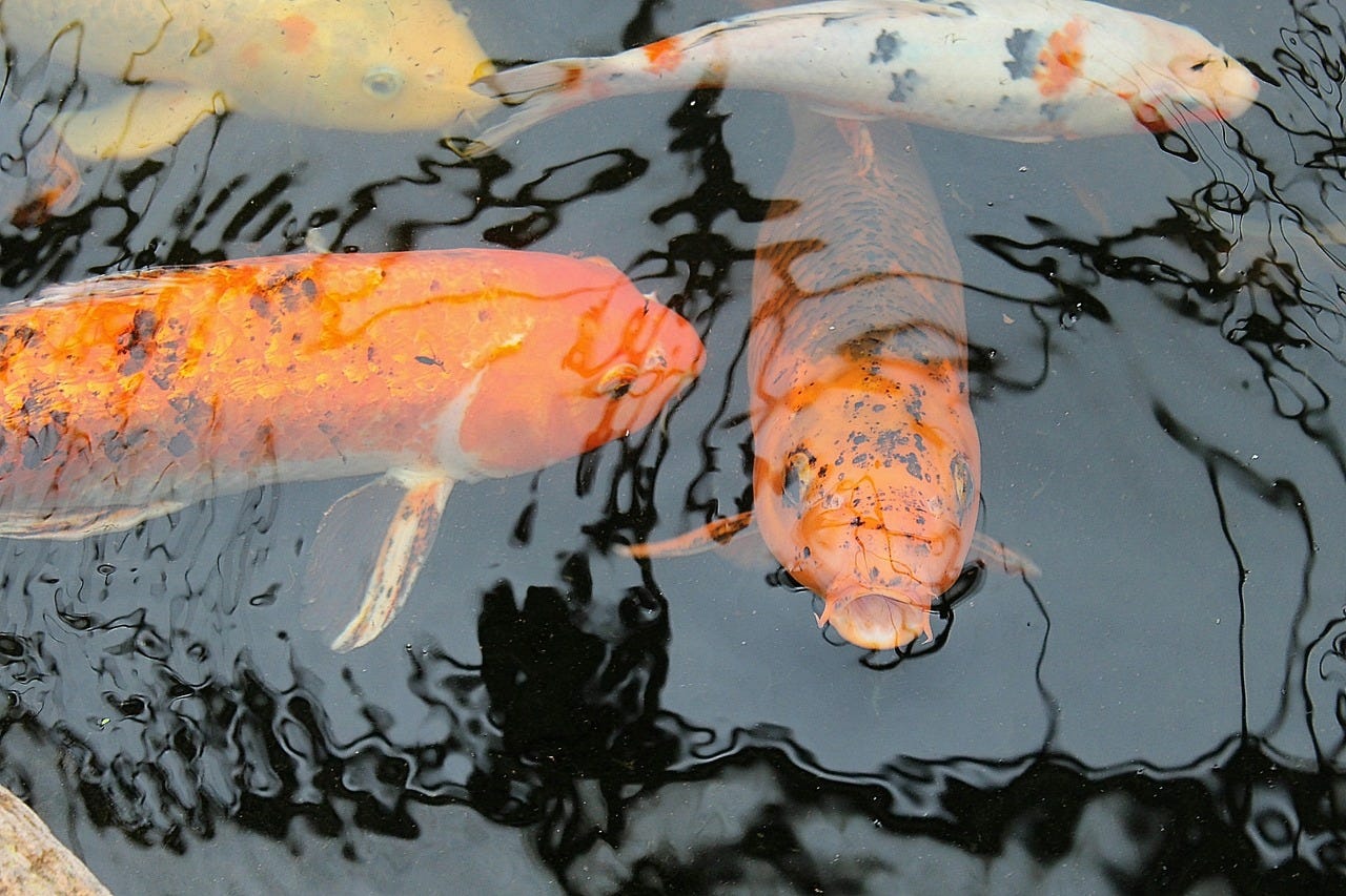 Wild Pond Fish