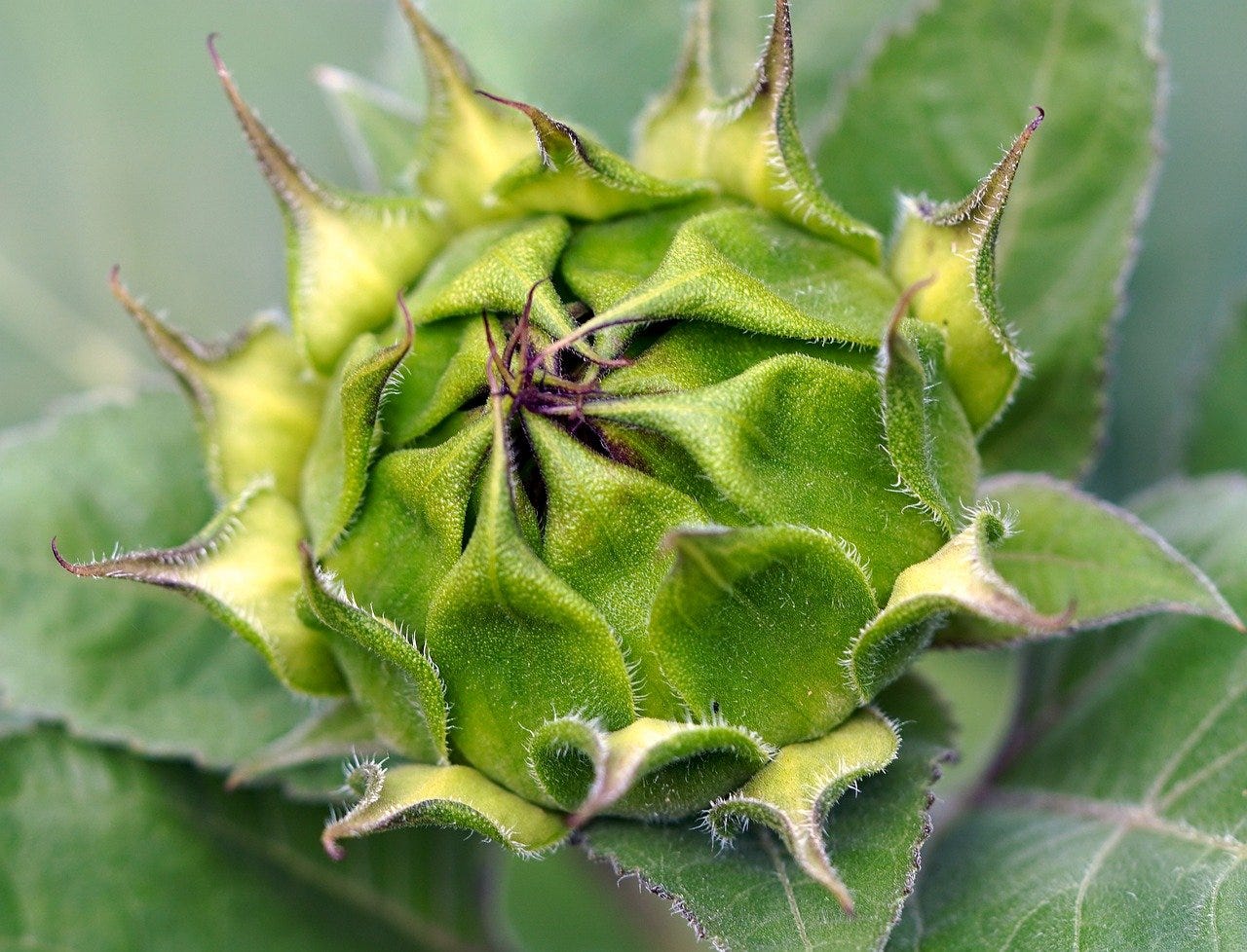 A Simple Guide to Planetary Health | by Kelly Baldwin Heid | Symbiotica ...