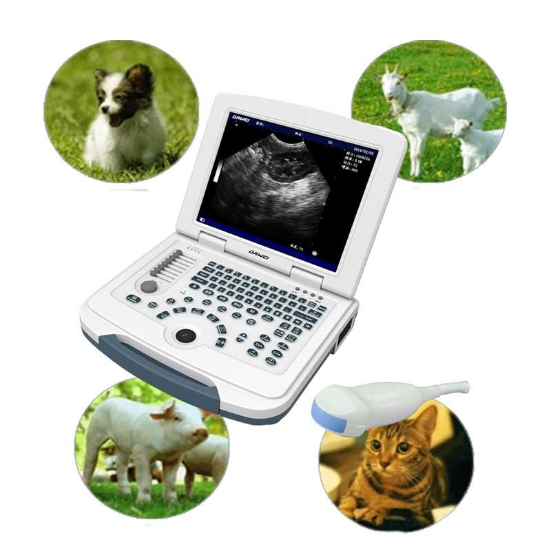 Advantages of Veterinary Ultrasound | by Dwvet | Medium