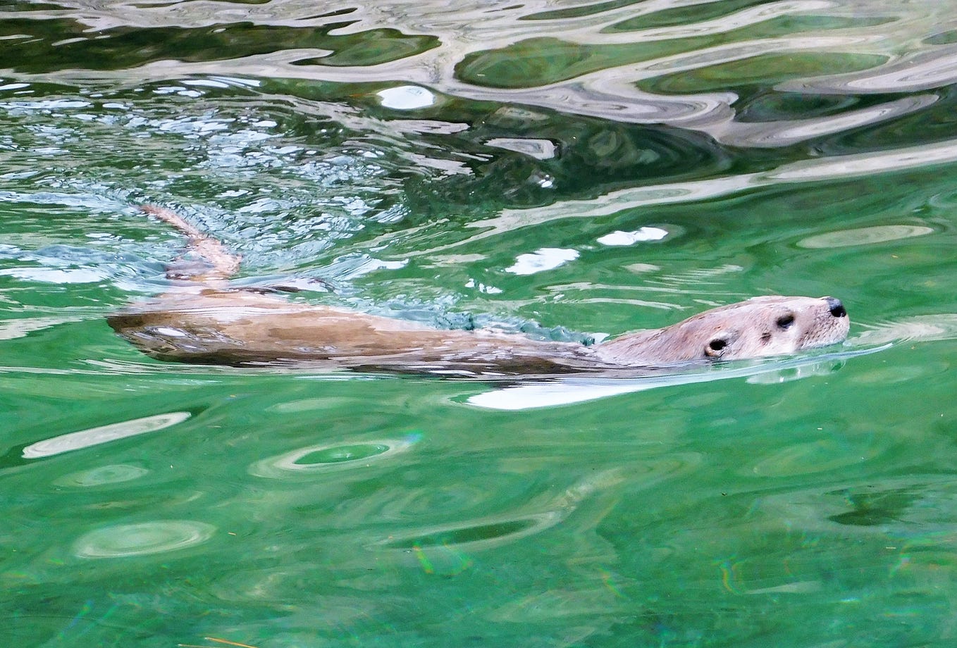 Prince Madoc and the Welsh Indians | by Gary Every | Wild Westerns | Medium