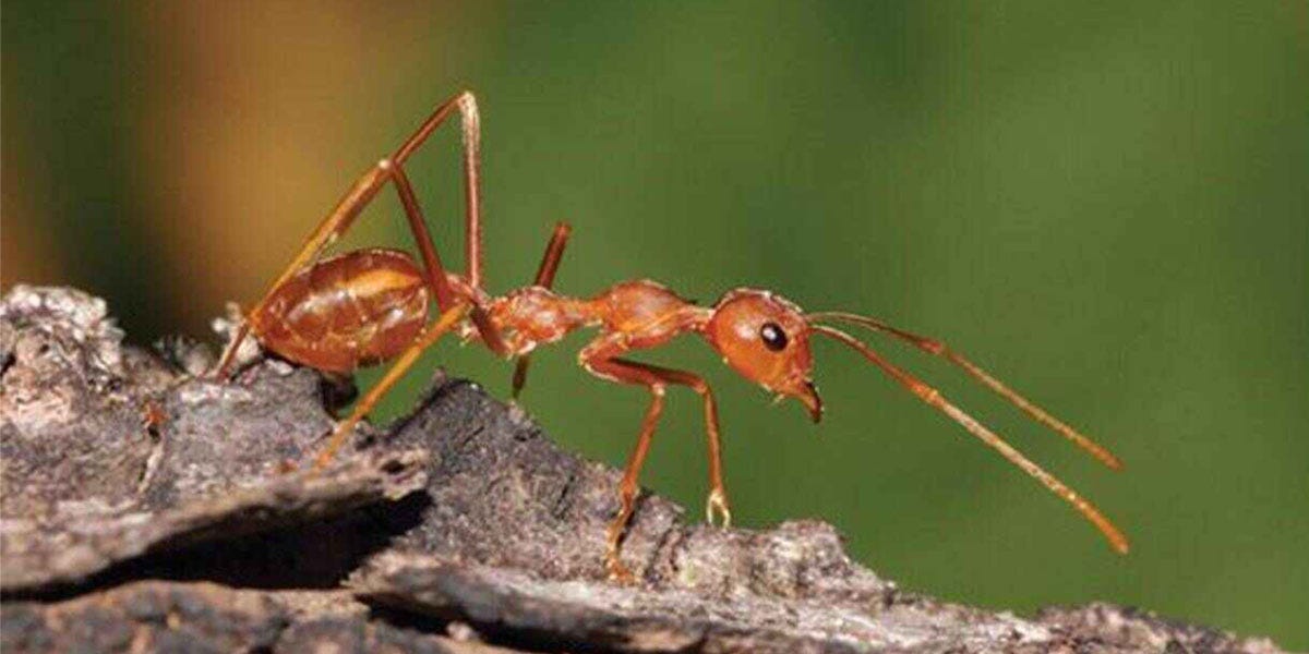 Spiders Pest Control Sutherland Shire — Help To Prevent Spiders From Entering Home By Pestfix