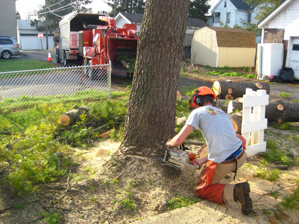 Tree Services in Columbus, OH: Expert Care for Your Trees | by ...