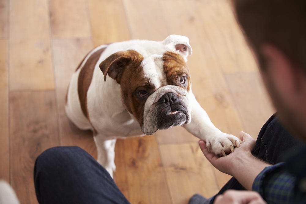 Don’t Pee on That! How to Stop Dog Marking Behaviours | by McCann Dog ...
