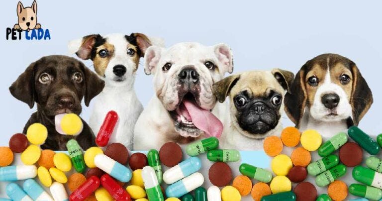 How Heavy Should My Dog Be? A Complete Dog Weight Guide | by Pet Lada | Medium