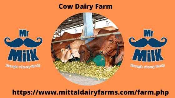 Get the pure and fresh cow milk in Pune | by Mittaldairy farms | Medium