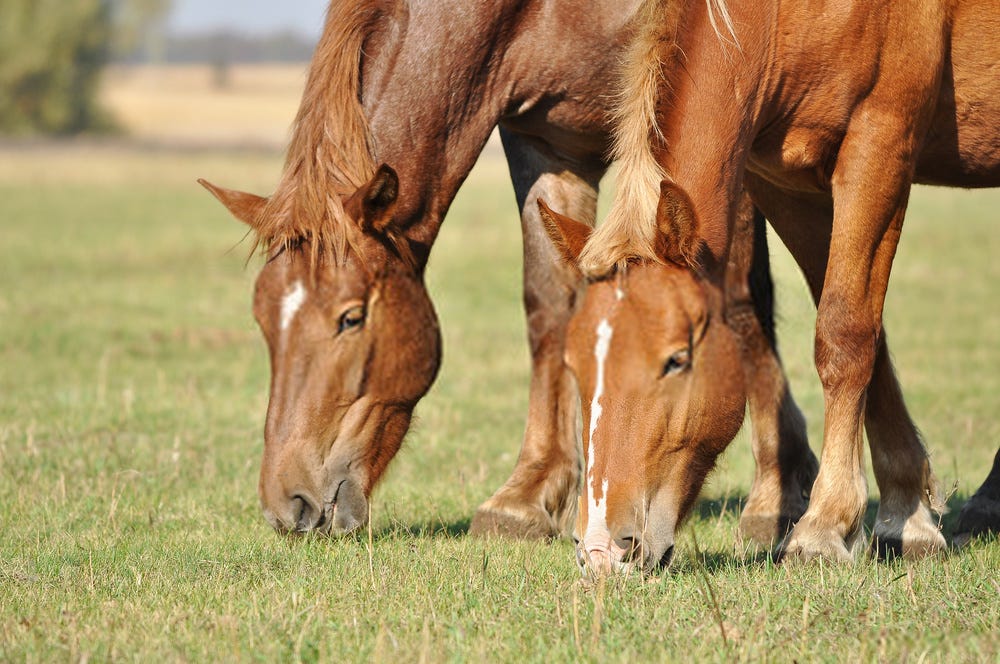 What is Ivermectin and its Dosage in Animals and its uses | by Intracin ...