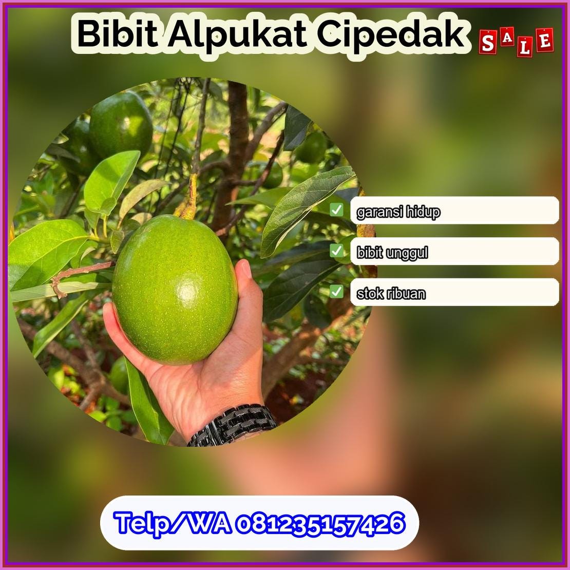Supplier Bibit Alpukat Cipedak Denpasar - cantika sari - Medium