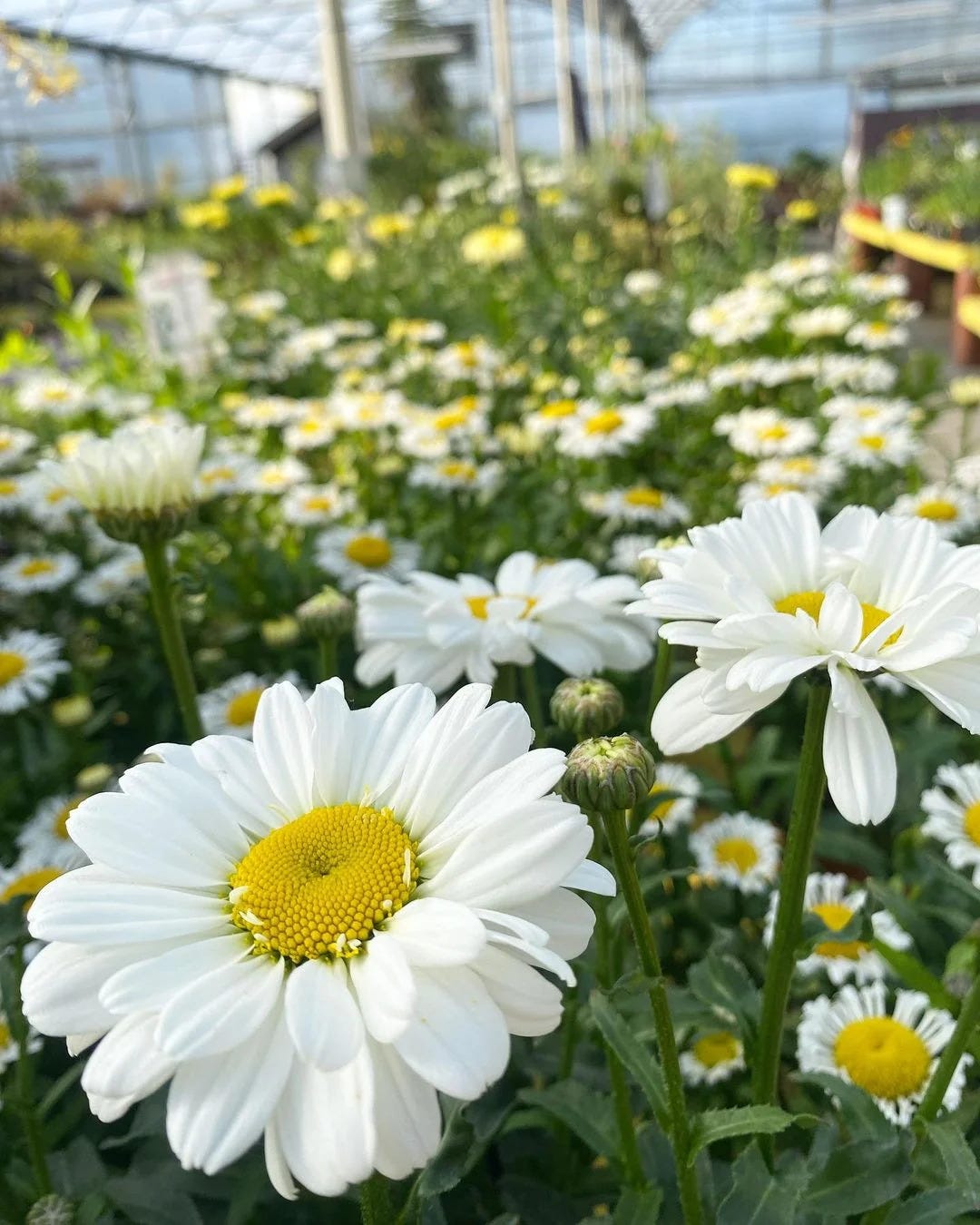 Brighten the Cold Months: A Guide to Beautiful Winter Flowers | by ...