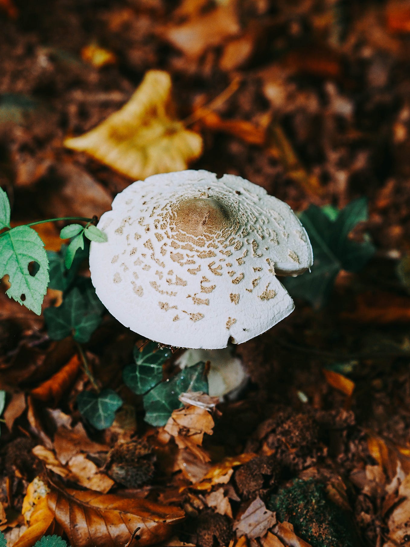 Machine Learning and Rust (Part 4): Neural Networks in Torch | by ...