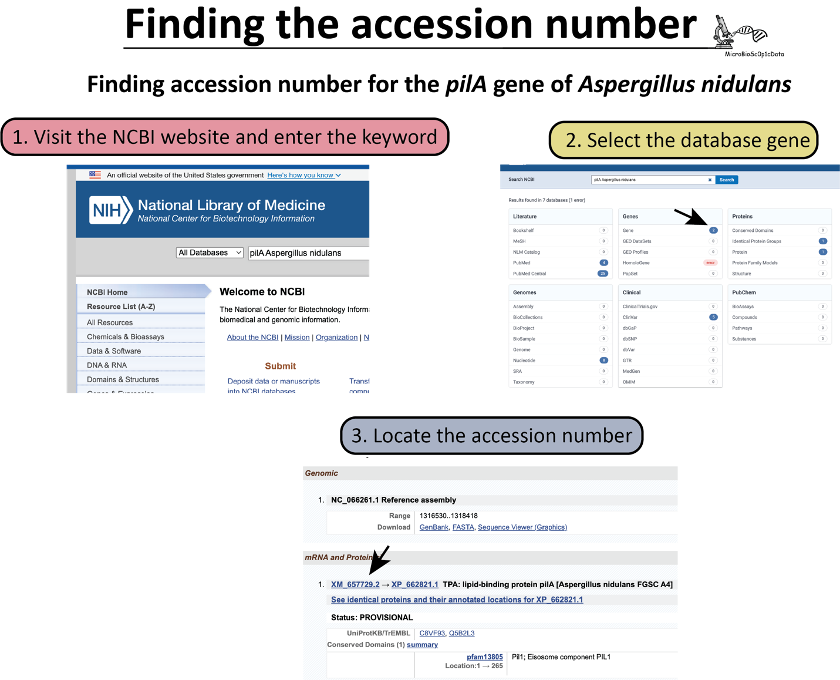 Calculating GC Content Of DNA RNA By MicroBioscopicData Feb 2024 Calculating GC Content Of DNA RNA By MicroBioscopicData Feb 2024