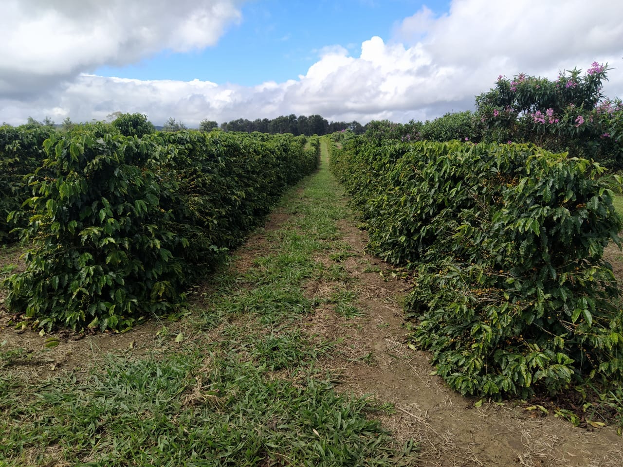 How to Download Free High-Resolution Satellite Images | by Mário ...