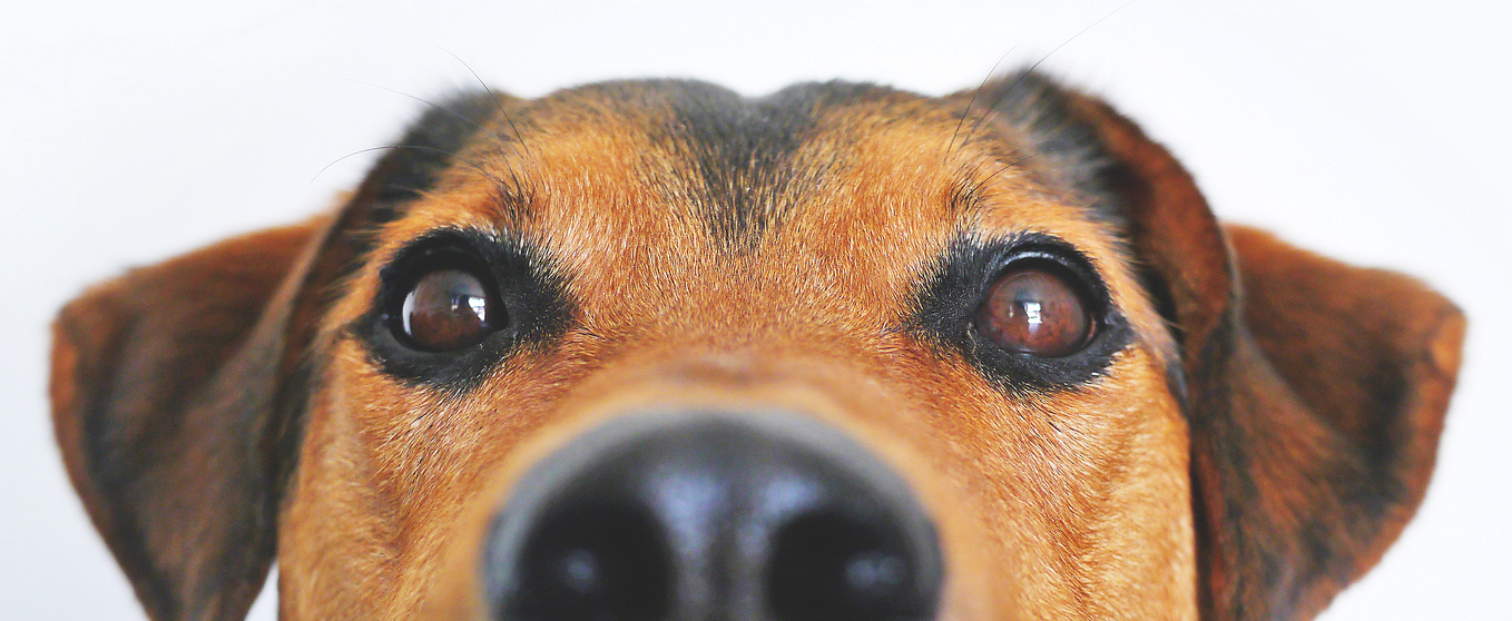 Get Started with the Snowflake SQL API In Postman | by Joyce Lin ...