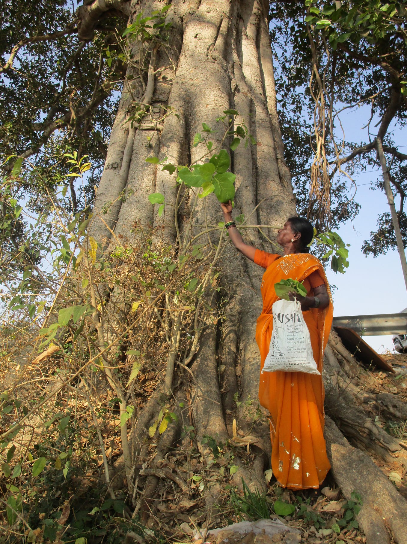 Bengaluru, the Garden City!. It was my dream destination since my… | by ...