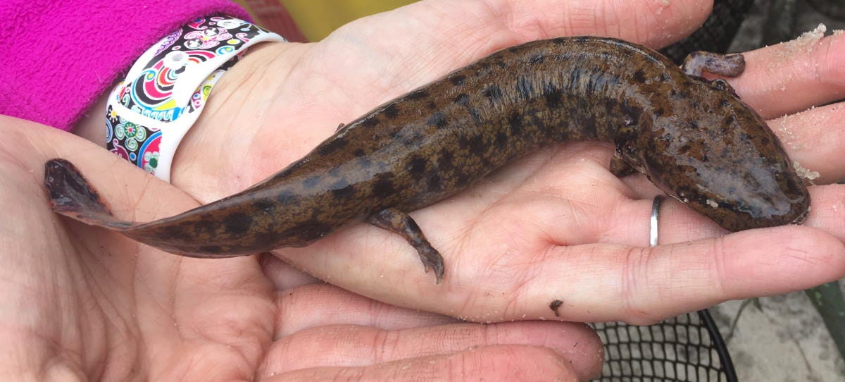 Do You Know Why Snakes Slither?. Fossil evidence and genetic analyses ...