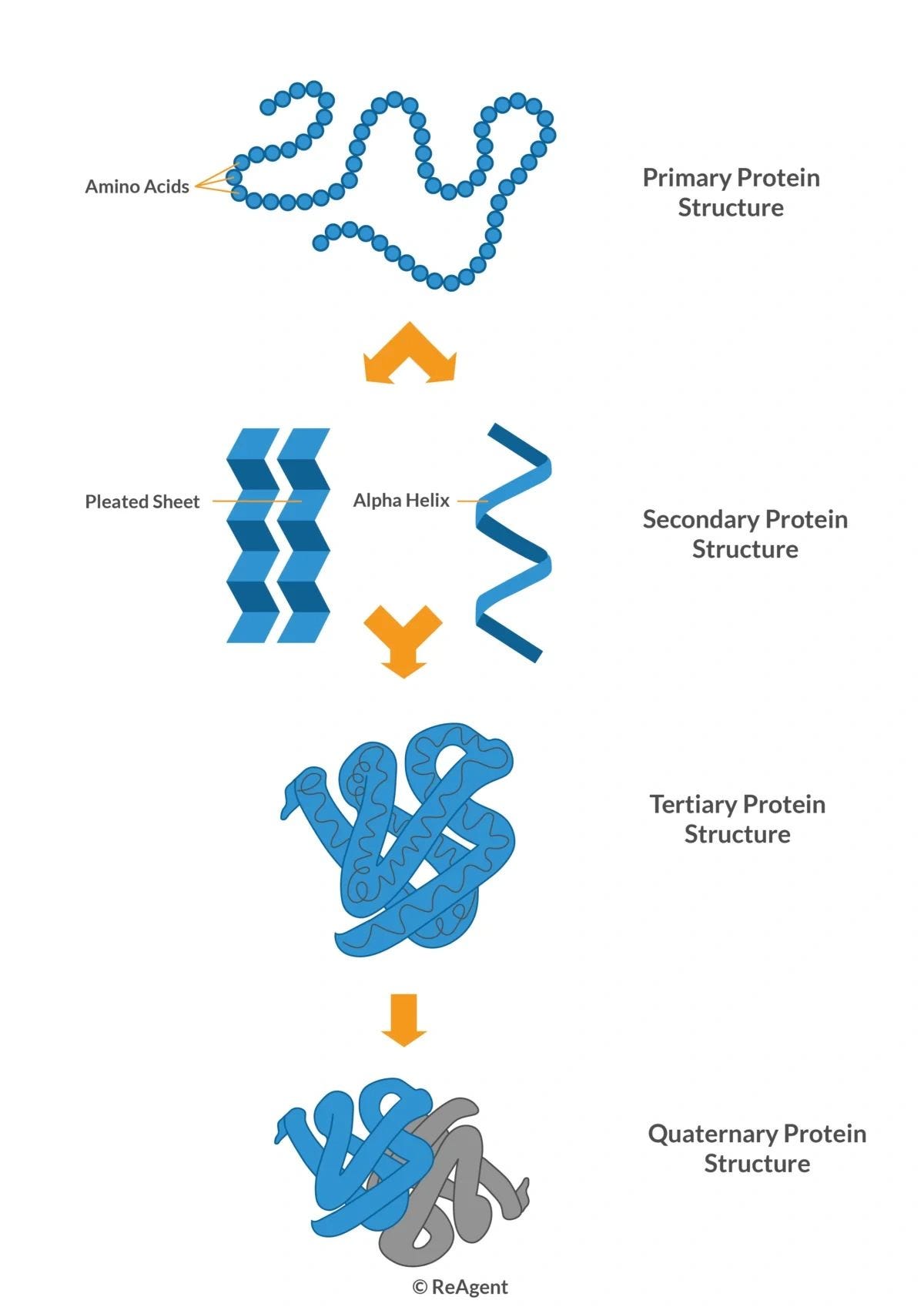 Protein Structure Prediction : A Primer (Part 10) | by Siddhant Rai ... Protein Structure Prediction : A Primer (Part 10) | by Siddhant Rai ...