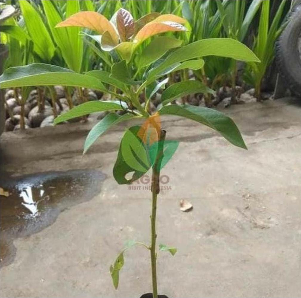 Bibit Alpukat Mentega Sambung 30 Cm A Pangandaran Terlengkap | by ...