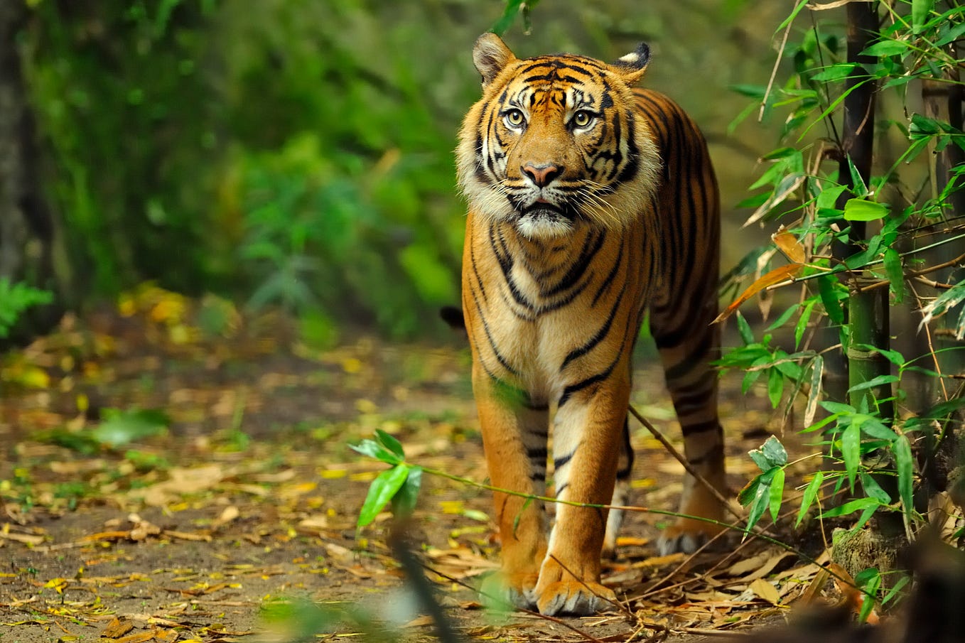 10 endangered species saved from extinction by zoos | by Taronga ...