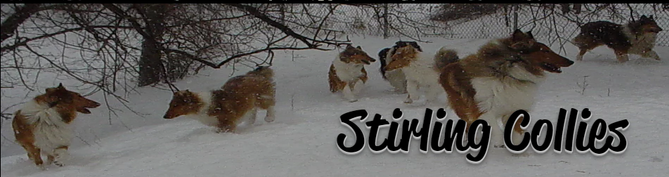 Buy Charming And Friendly Collies — Stirling Collies | by Stirling ...