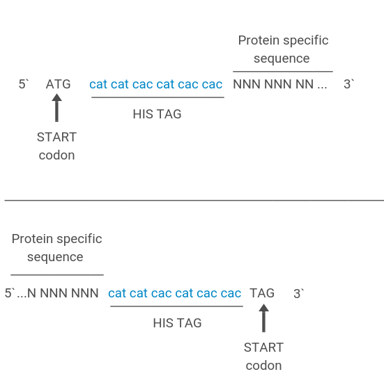 Comparison of BL21(DE3) and Rosetta strains | by KMD Bioscience | Medium
