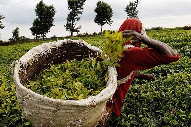 Digitalizing Agricultural Value Chains in Africa | by Harriet Kariuki | Medium