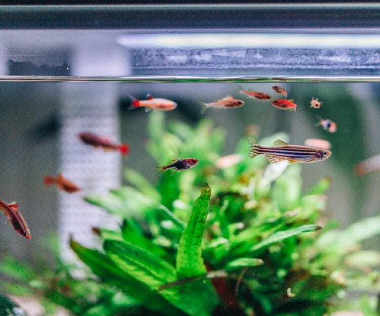 Fish tank installation — RedFin Aquarium Design - Red Fin Aquariums ...