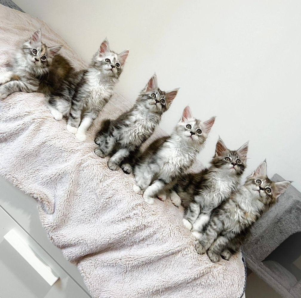 Pet Store In Singapore | Mainecoon.sg - Maine Coon - Medium