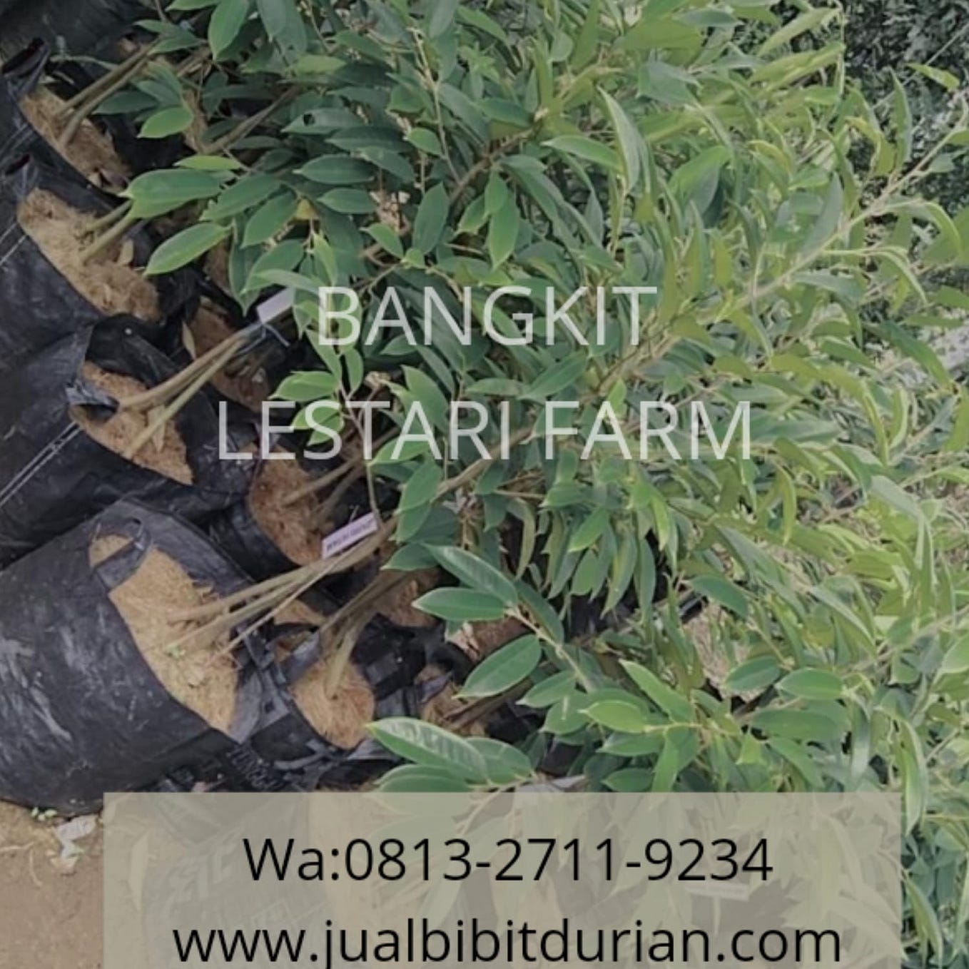 SEDANG PROMO! WA : 0813-2711-9234 Sale Bibit Durian Banyumas KLIK https ...
