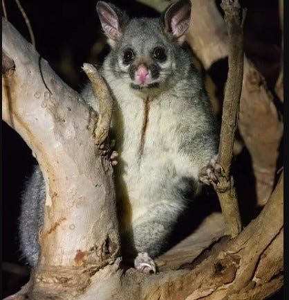 Effective Pest Control in Melbourne: Expert Possum and Spider Removal ...
