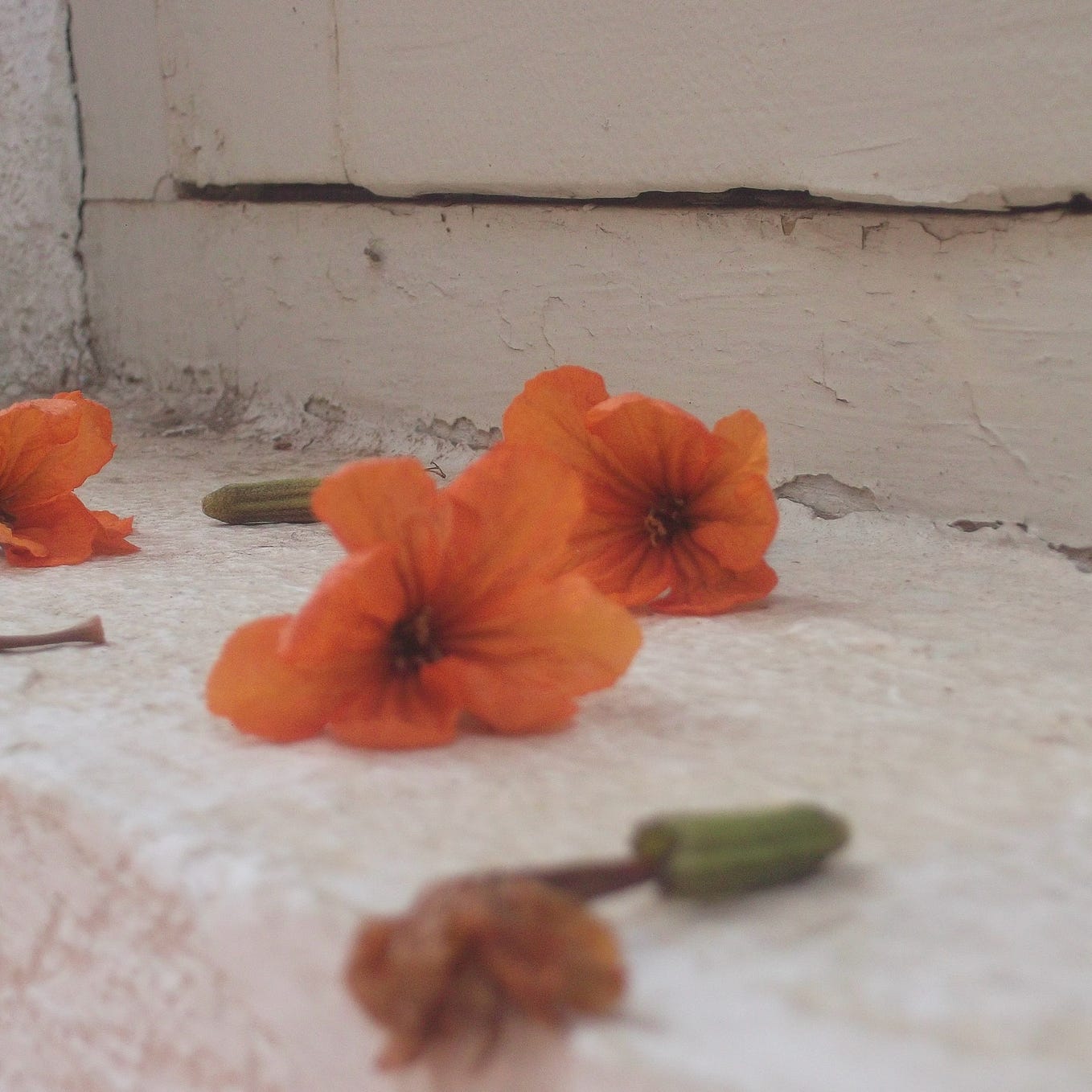 THE STORY OF RED HUNTER (TOHAZIE) | by Faida Napari | Medium