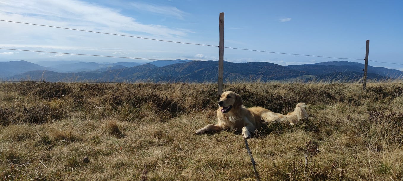 Variance Covariance And Variance Covariance Matrix Understanding And Building Intuition By