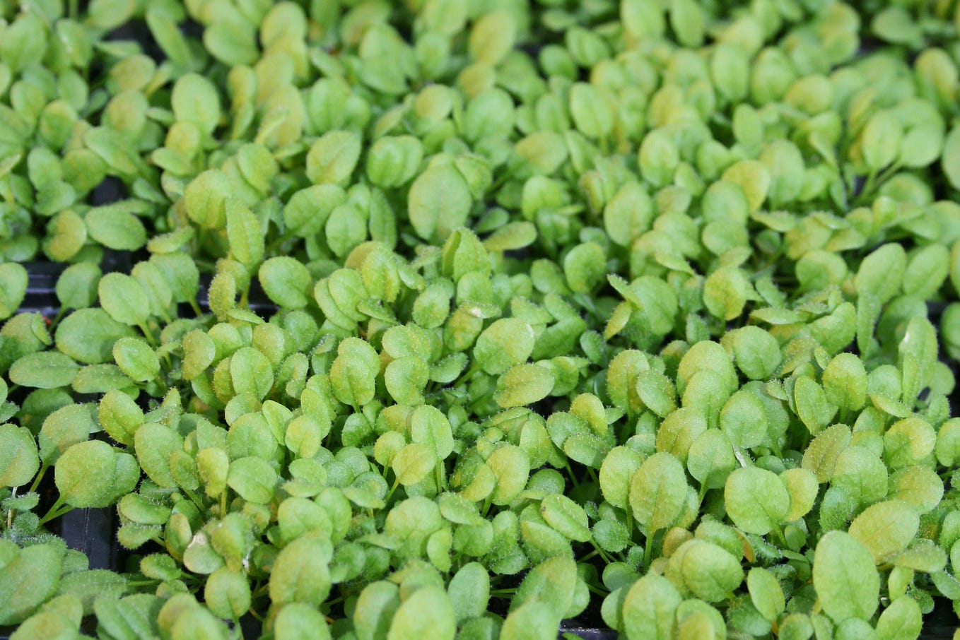 How do plants make spiral patterns? | by eLife | Roots and Shoots | Medium