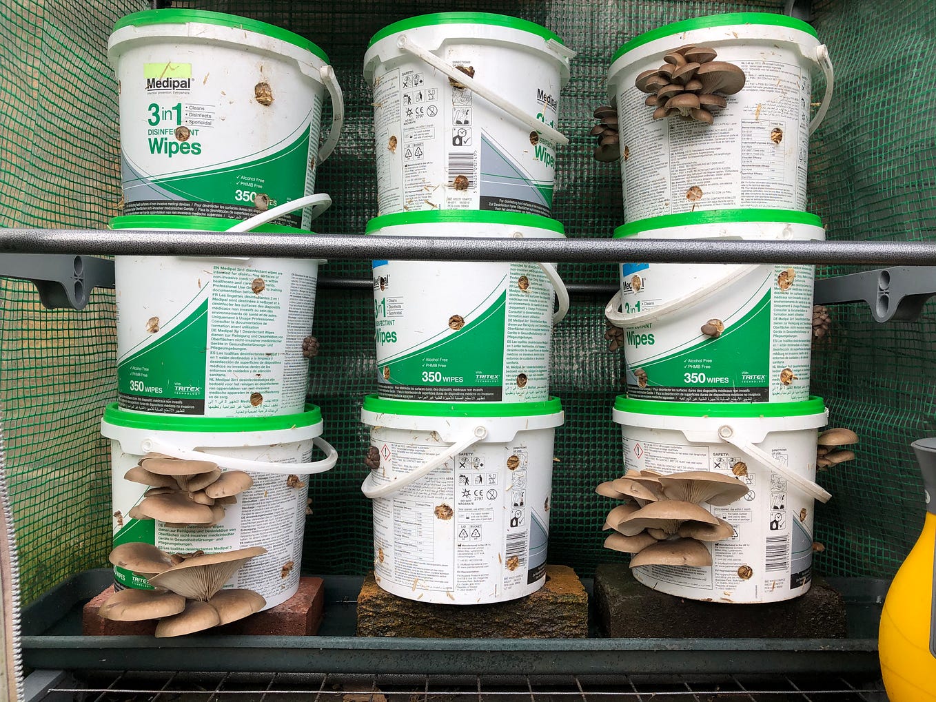 Mark’s Oyster Mushroom MethodologY (MOMMY) | by Mark ZY Tan | The ...