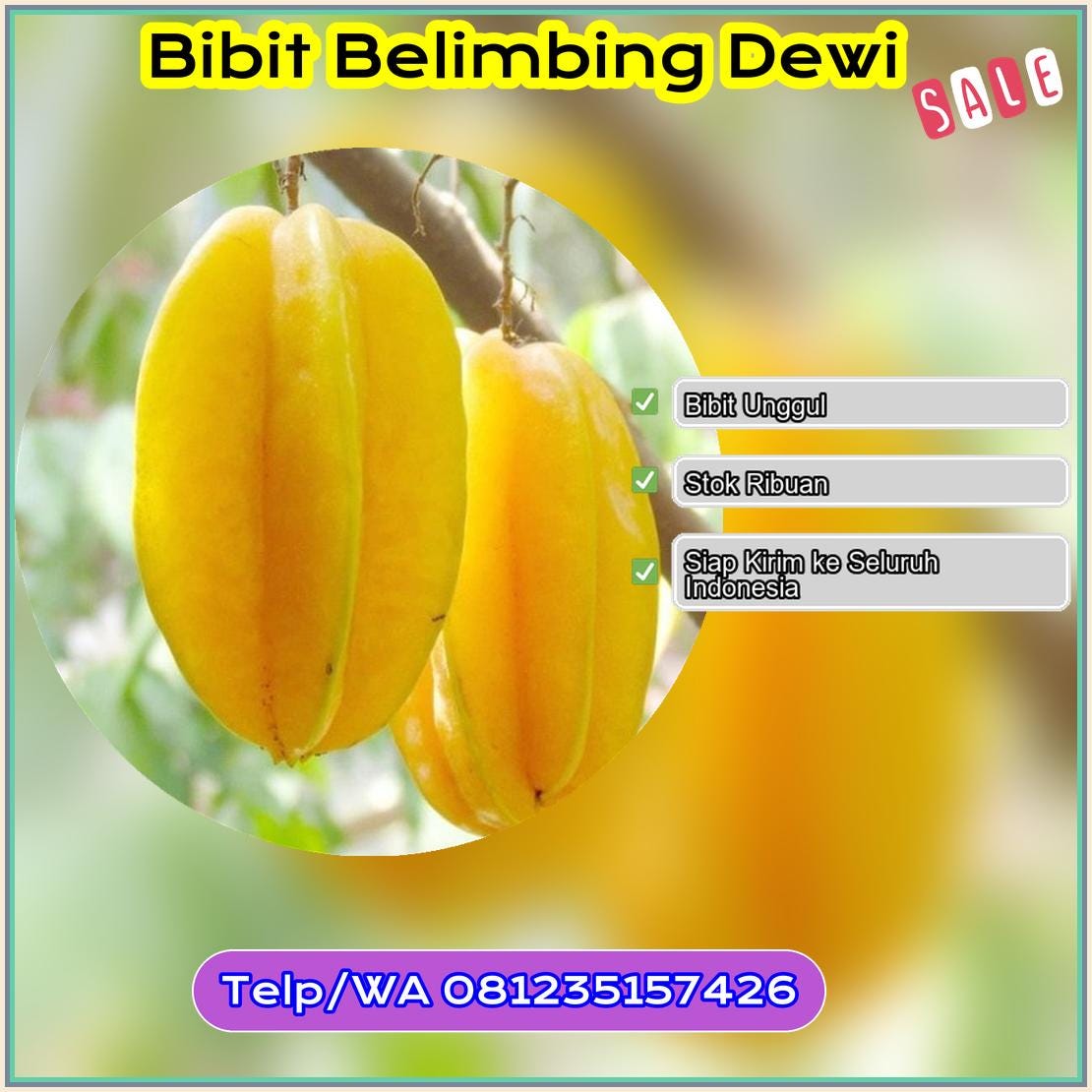Readyy — Bibit Tanaman Buah Pohon Pisang Cavendish Sunpride Cilacap ...