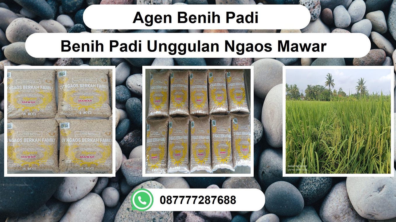Benih Unggul, 087777287688 Agen Bibit Padi Ngaos Mawar Demak | by ...