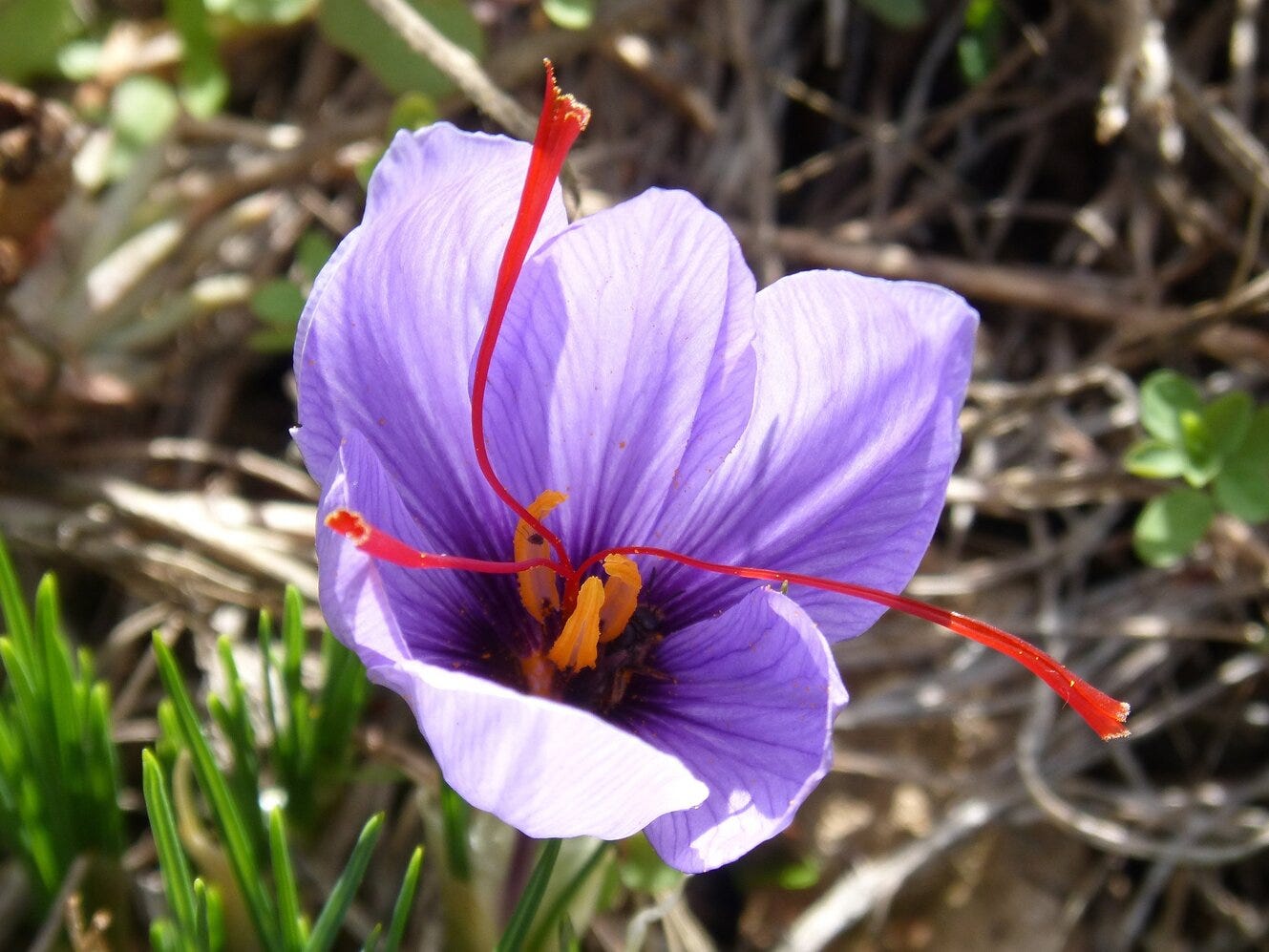 Where to Buy Saffron in China: Unveiling the Secrets of the Red Gold ...