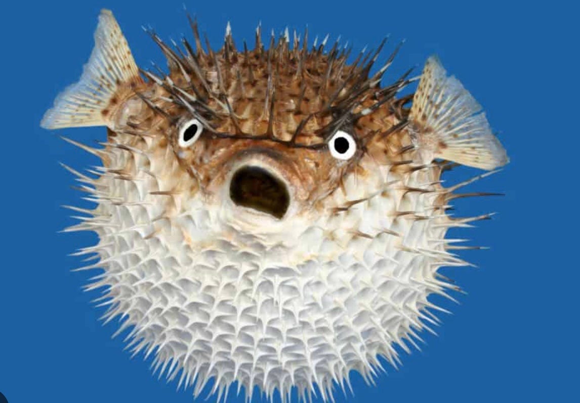 The longhorn cowfish (Lactoria cornuta) is a species of boxfish that ...