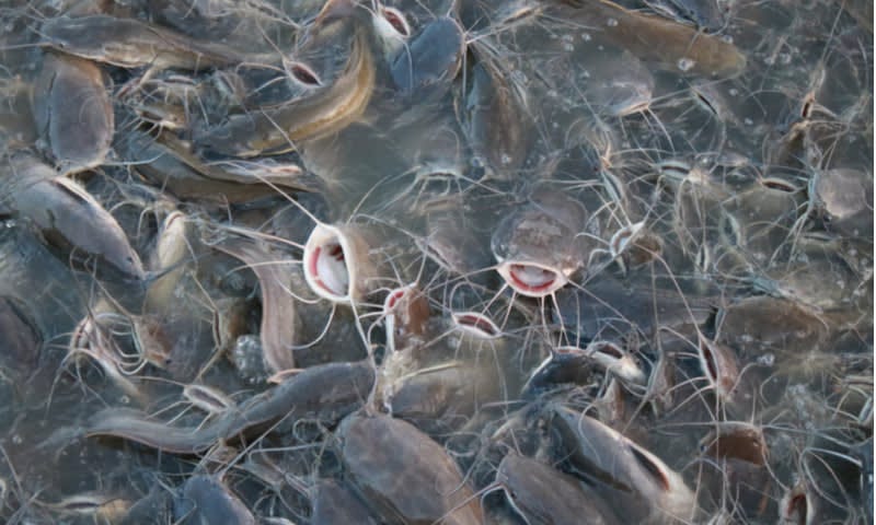 Easy to Apply Catfish Cultivation Method | by Irma Leavitt | Medium