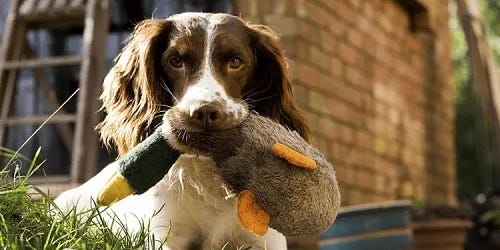 What is a Cockador?- All that you need to be aware | by Spanieldogs ...