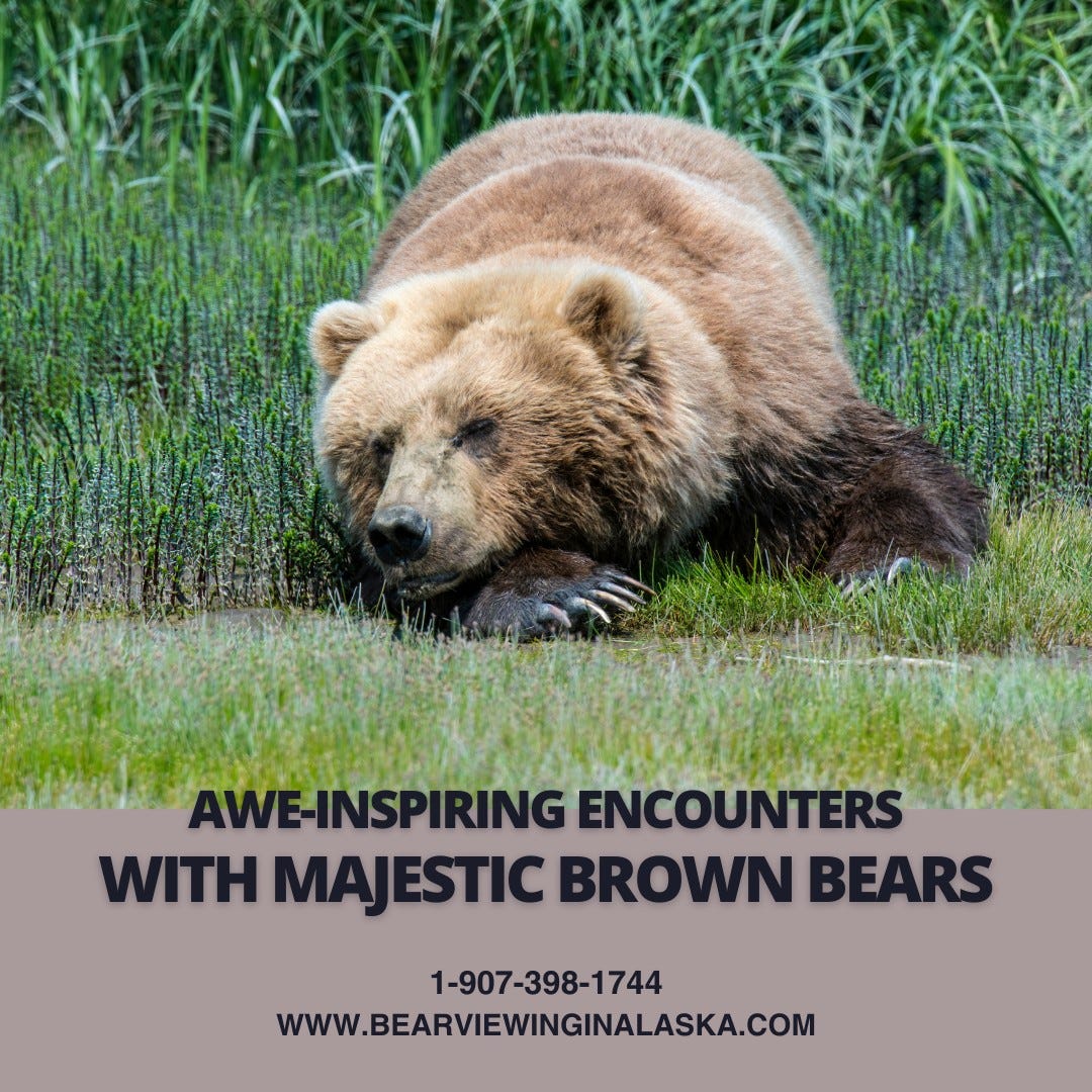 How to get a glimpse of great bears of Alaska with bear watch tours ...