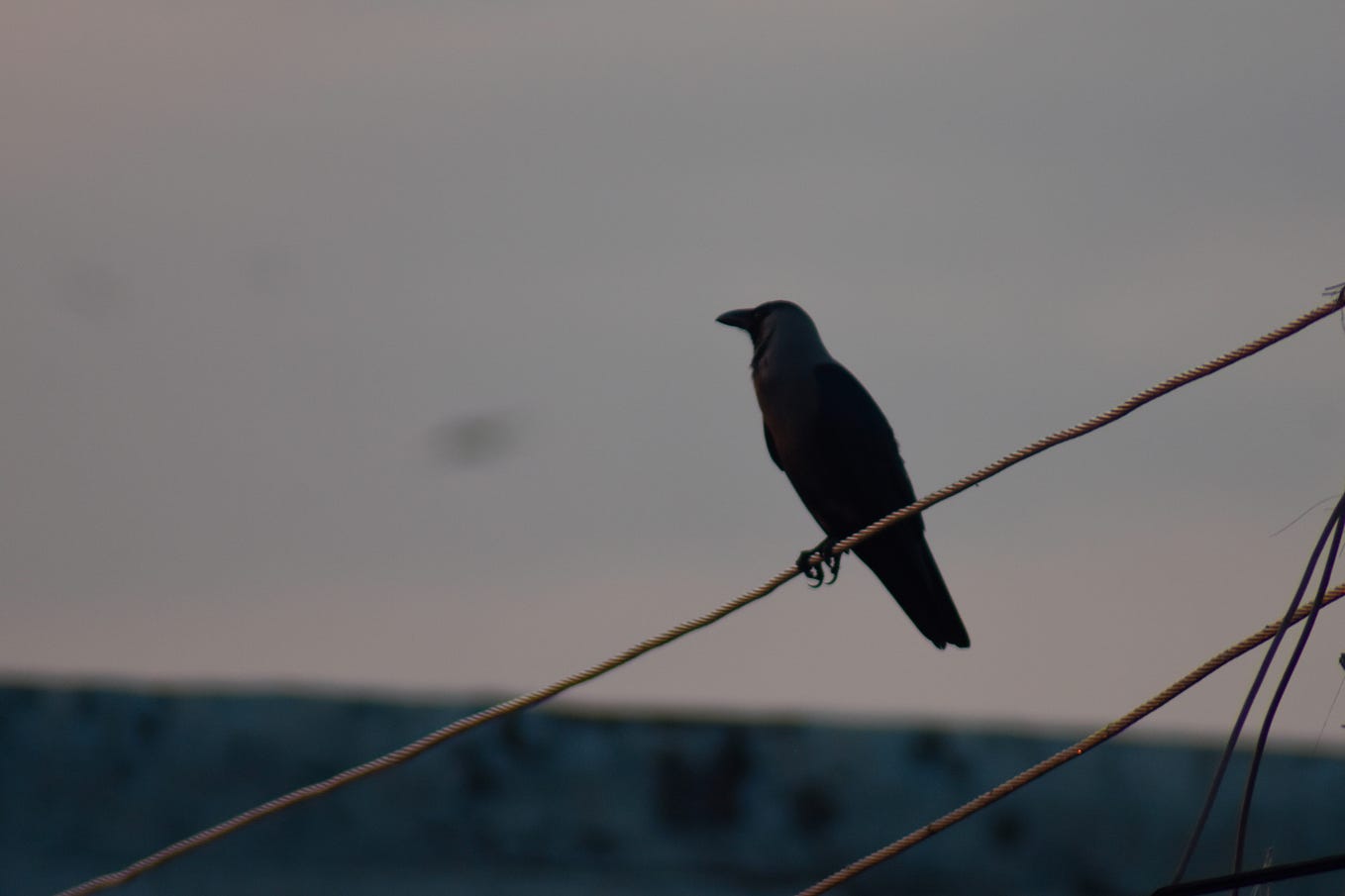 Birds / Crow Flying Click | Bird Photography | Khushab - Explore With ...