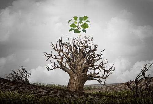 How Can We Protect Trees?. Ever thought about why has global… | by ...