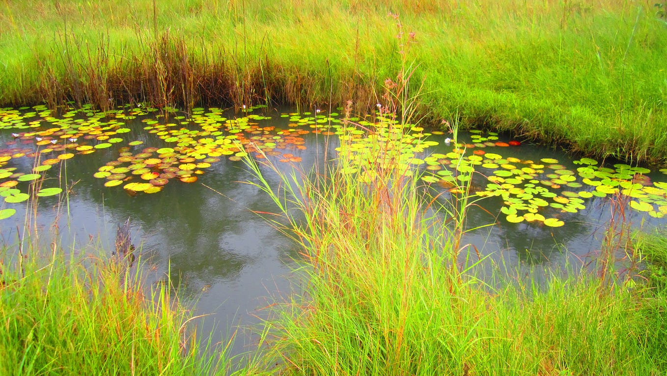 Understanding the importance of Zimbabwe’s wetlands | by UNDP Zimbabwe ...