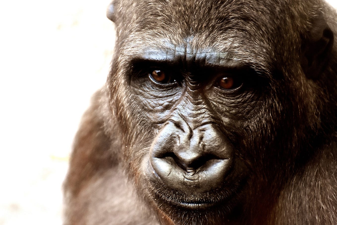 11 Ways to Deal With A Debbie Downer or Massively Depressed Person | by ...