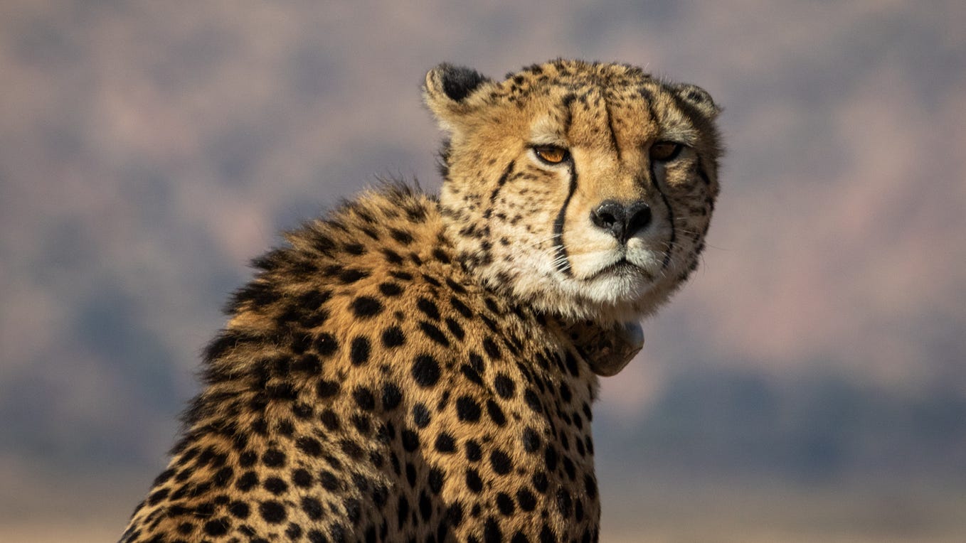 A Simple Multi-Agent System in Python. | Agents and Robots