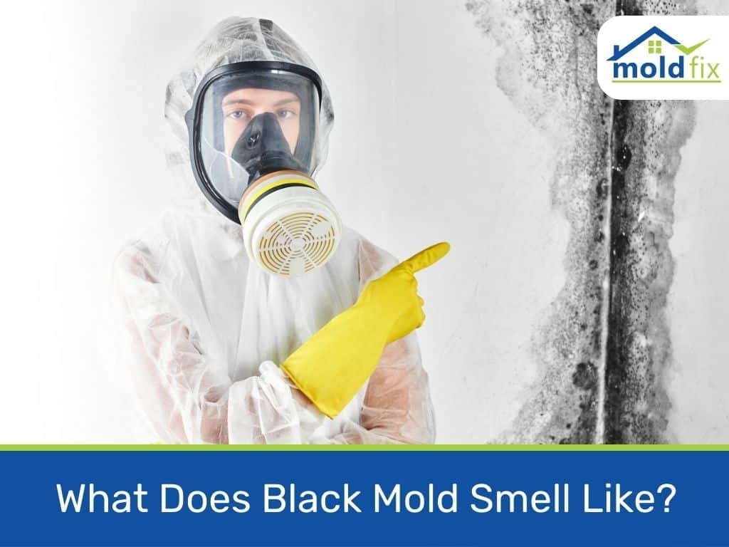 Black Mold on Windows: Causes, Dangers, and Solutions | by Mold Fix ...