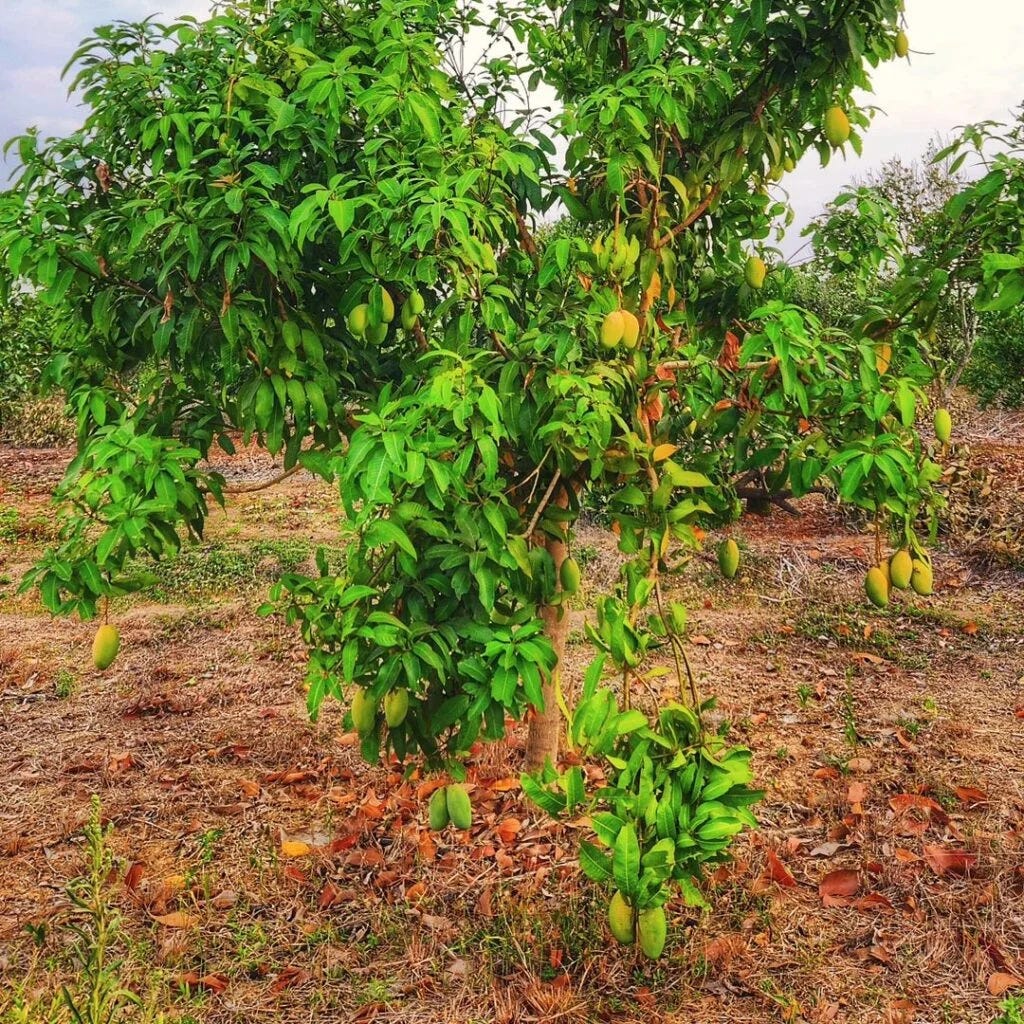 Esperanza Plant: Tips for Care and Successful Growing | by AshleyScott ...