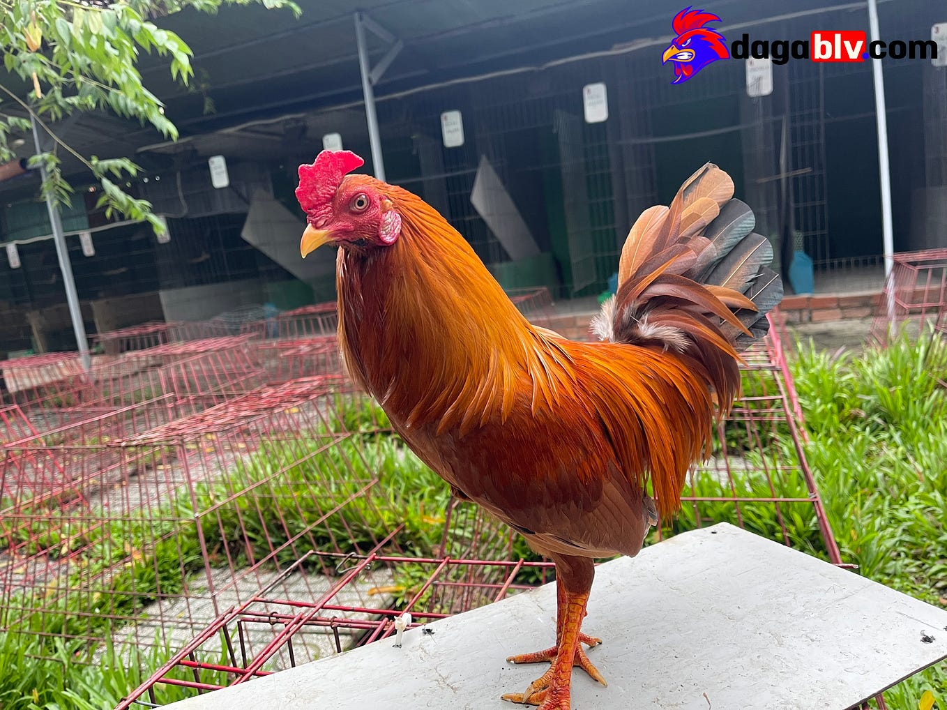 Cach xem truc tiep da ga hom nay. Đá gà trực tuyến là một trò chơi cá ...