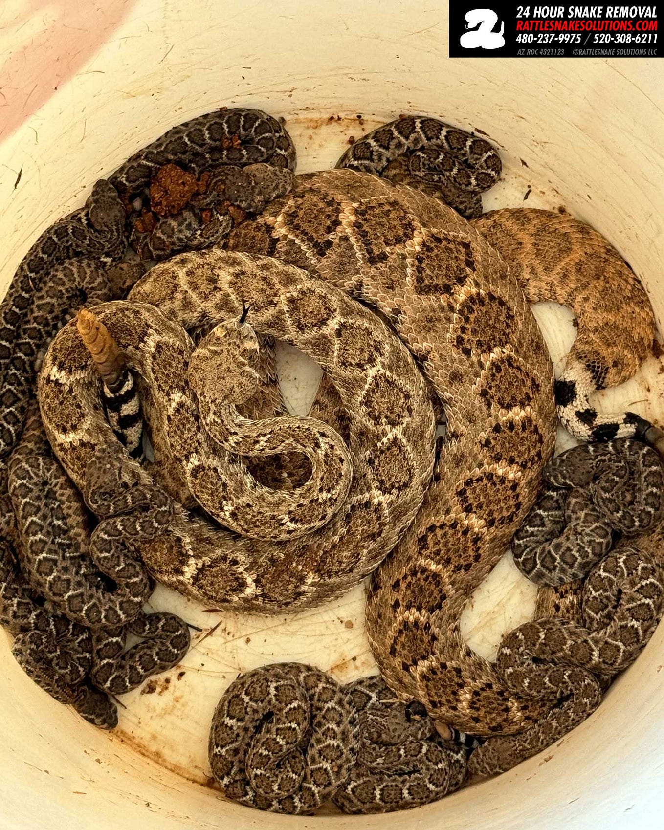 10 Important Things to Look for in a Rattlesnake Fence Provider — The ...