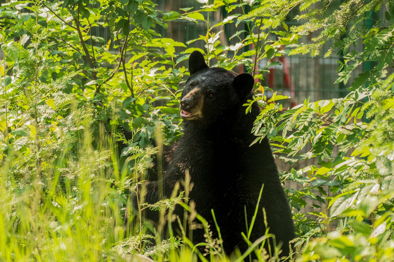 LIFE OF LILY: world’s most famous bear with a bounty for her life | by ...