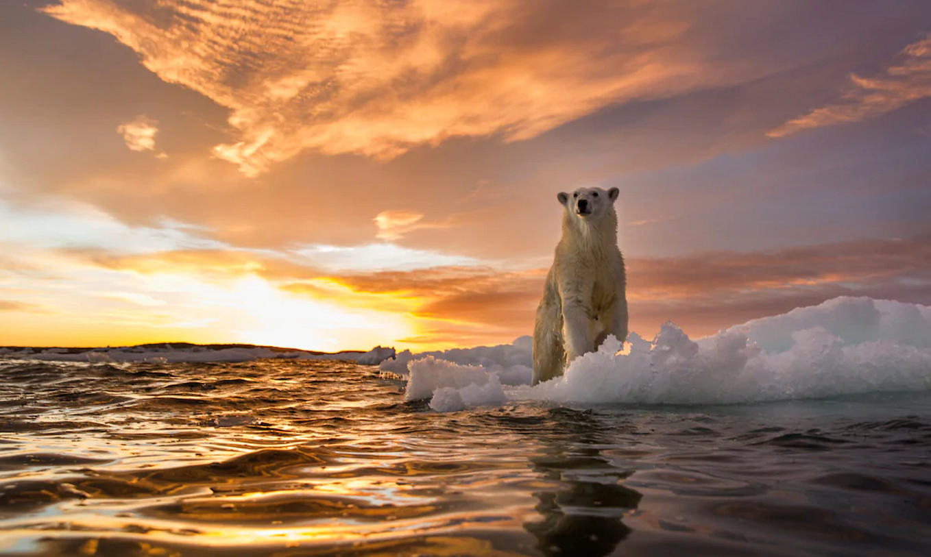 Toxic Waters: How Ocean Ecosystems are Drowning in Plastic | by David ...